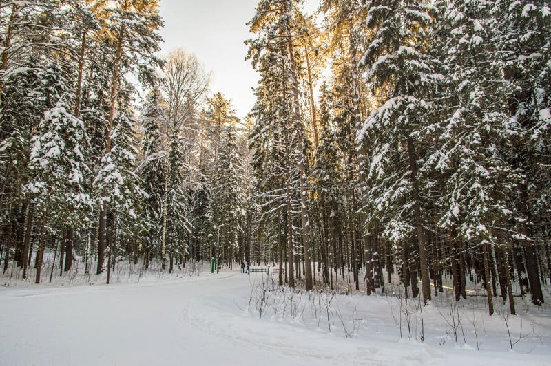 Sunny Weather . Winter Forest Landscape, Snow Stock Image - Image of ...