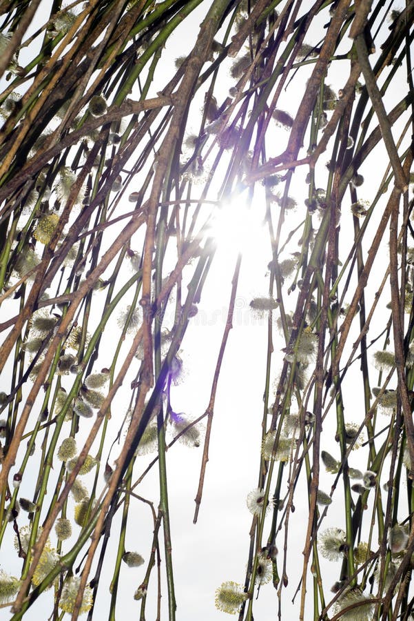 Sunny willow tree in bloom stock image. Image of ireland - 127380723
