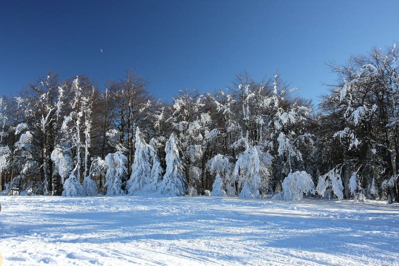 Sunny winter day in forest stock image. Image of winter - 15752821