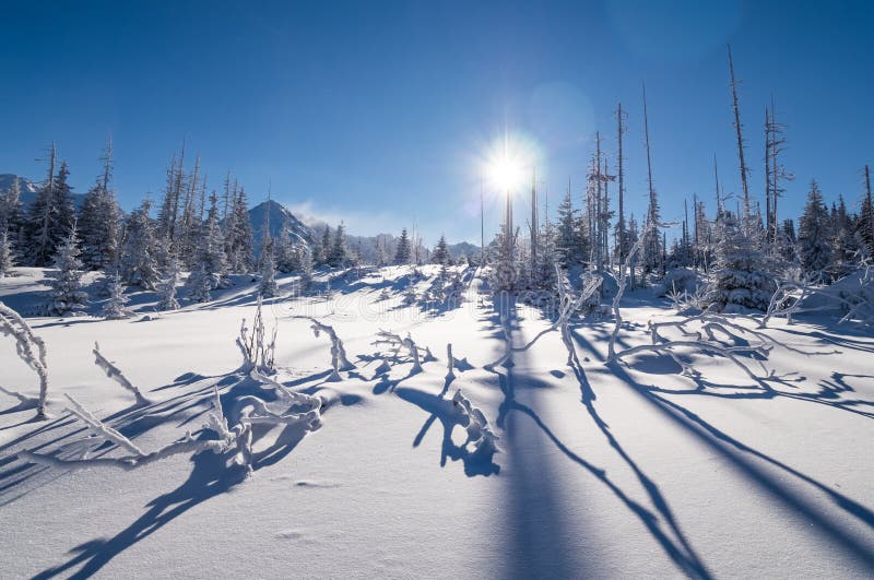 Sunny Winter Day in the Mountain Forest Stock Image - Image of mountain ...