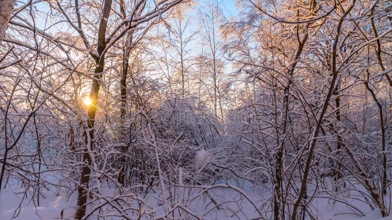 Sunny Winter Evening in the Forest. Stock Footage - Video of blue ...