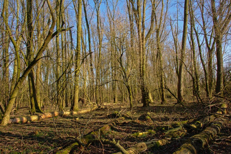 Sunny Winter Forest with Fallen Tree Trunks Stock Photo - Image of ...