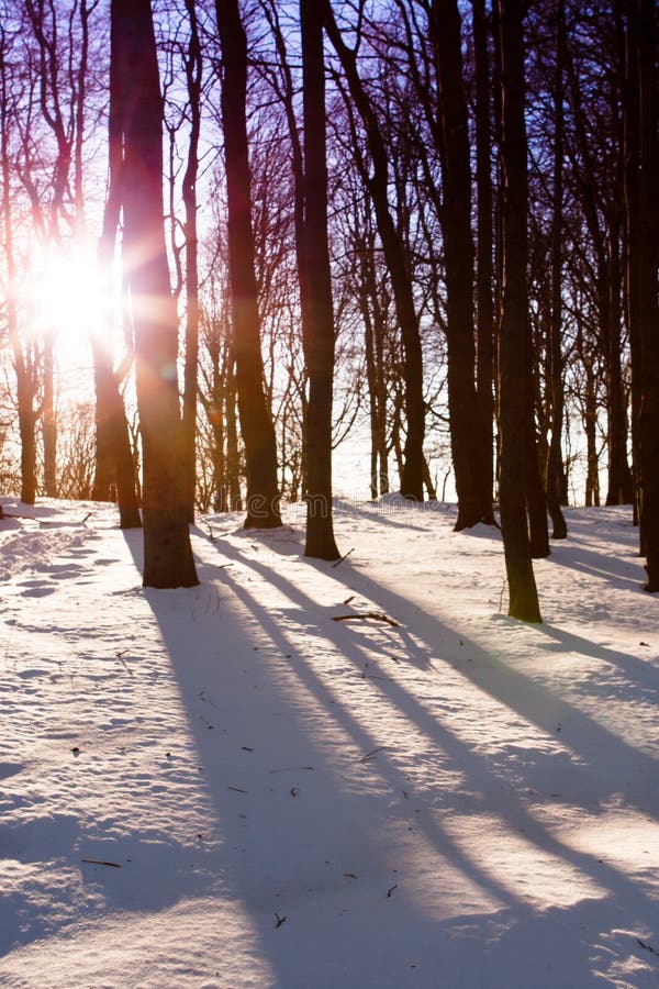 On Sunny Winter Forest Landscape. Stock Image - Image of bright ...