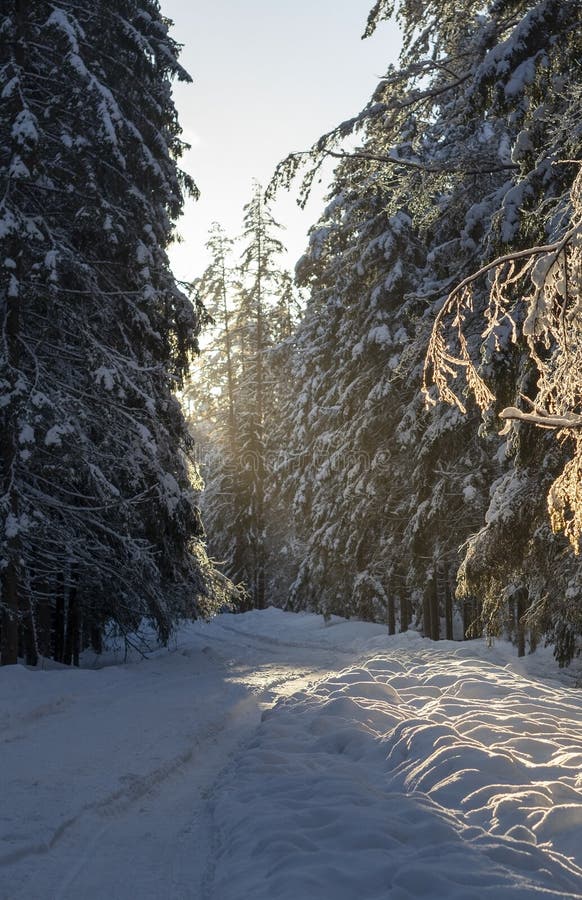 Sunny Winter Forest with Snow-covered Firs and a Path Stock Photo ...