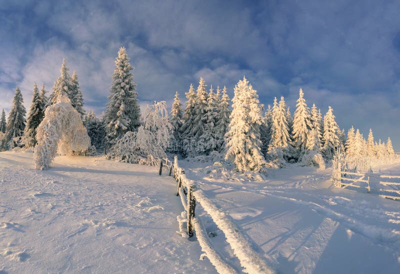 Sunny Winter Landscape in Mountain Forest Stock Photo - Image of ...