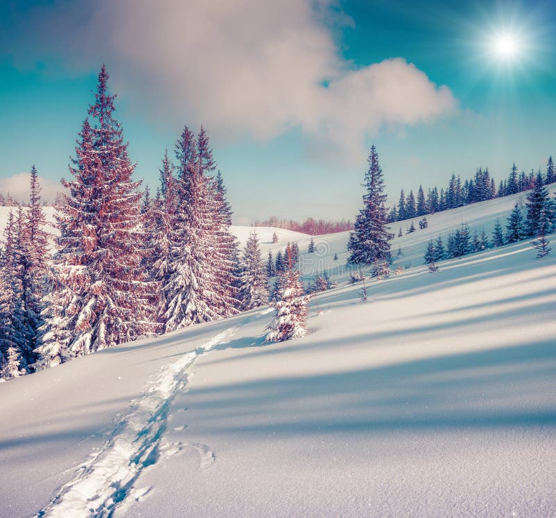 Sunny Winter Landscape in the Mountain Forest Stock Photo - Image of ...