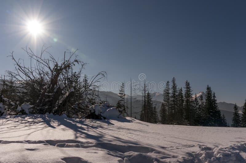 Sunny Winter Landscape on Mountain Glade Stock Image - Image of view ...