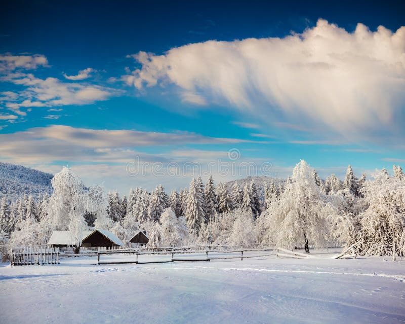 Sunny Winter Morning in Mountain Forest. Stock Image - Image of frost ...