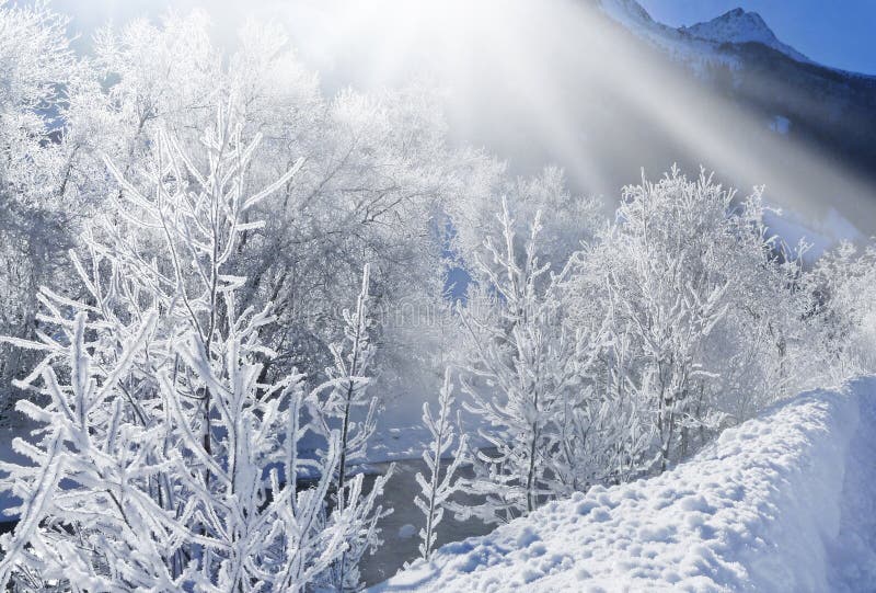 Sunny winter morning stock photo. Image of december, country - 23061498