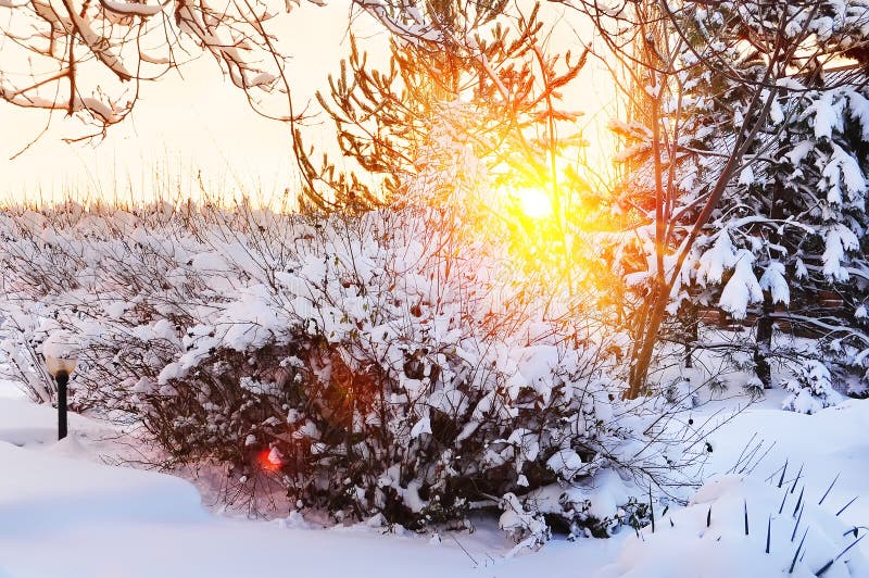 Sunny Winter Morning. Garden in the Snow Stock Image - Image of river ...