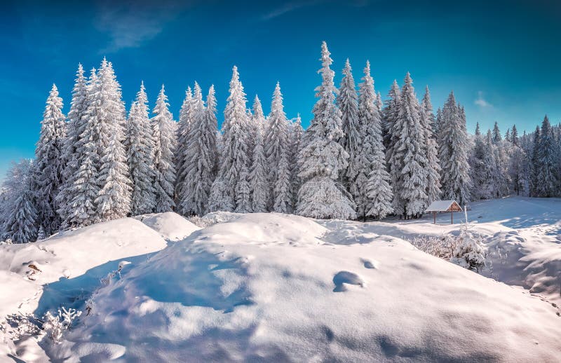 Sunny Winter Morning in Snowy Mountain Forest. Stock Image - Image of ...
