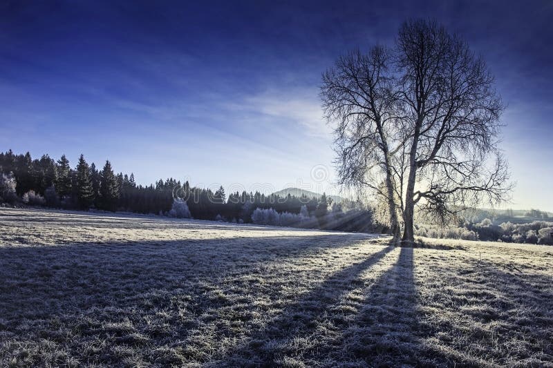 Sunny winter morning stock image. Image of north, frosty - 33394511