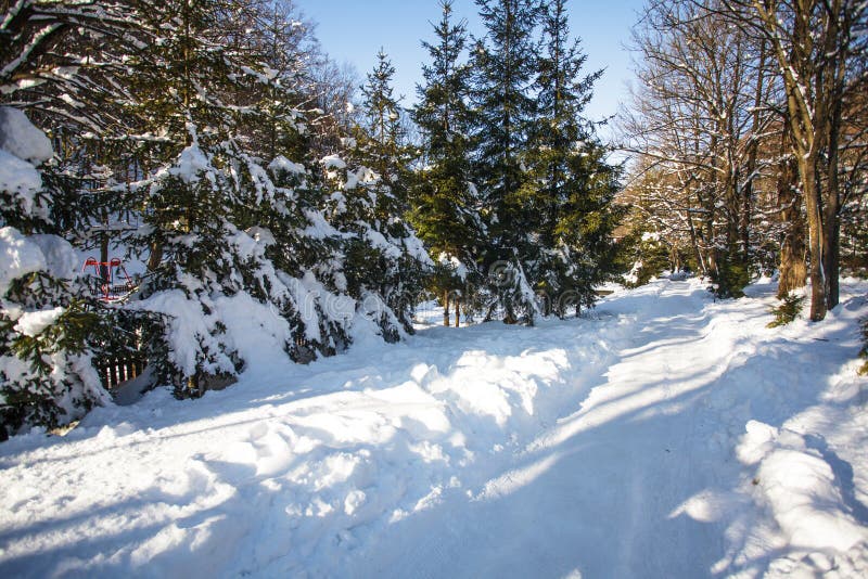 Sunny winter park stock photo. Image of snowy, forest - 103456320