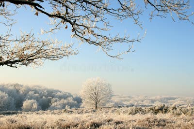 1,503 Hoarfrost Oisterwijk Netherlands Stock Photos - Free & Royalty ...