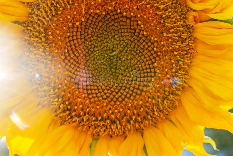 Sunny Yellow Sunflower in the Rays of the Setting Sun Stock Photo ...