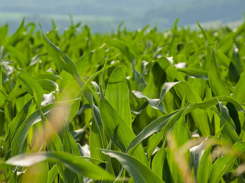 Young Green Corn Leaves in a Field - Zea Mays Stock Image - Image of ...