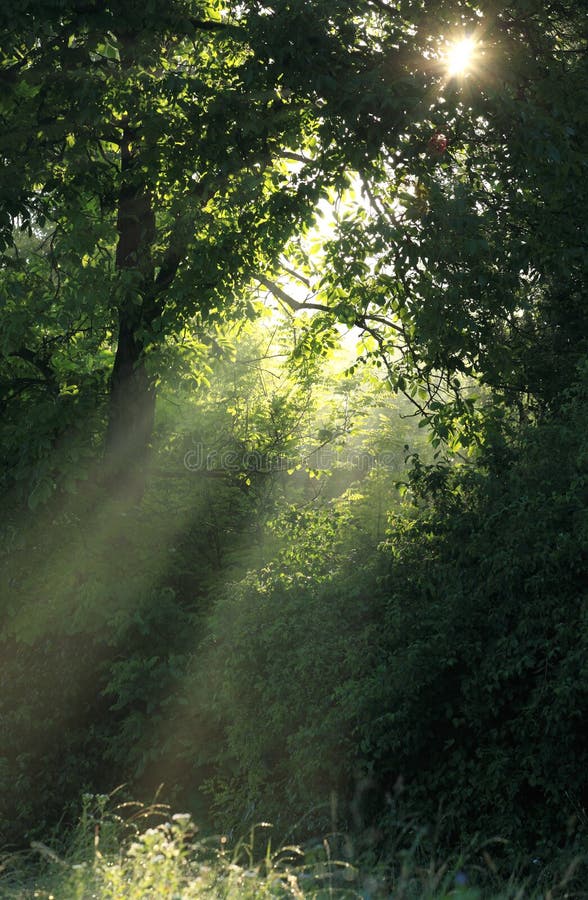 91+ Sunray forest Free Stock Photos - StockFreeImages