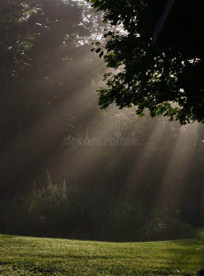 Sunray on a dewy morning stock photo. Image of grass - 265430828