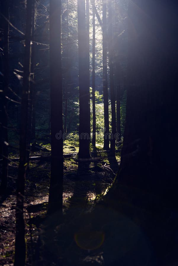 Sunrays Break through the Trees in a Remote Mountain Forest Stock Image ...