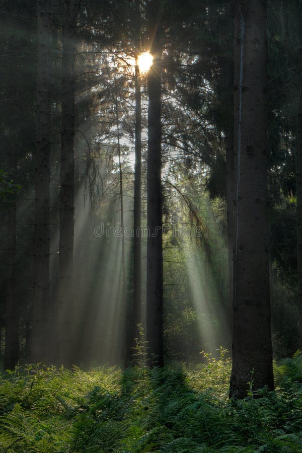 Sunrays in a Dark Pine Forest Stock Image - Image of stems, hazy: 220996711