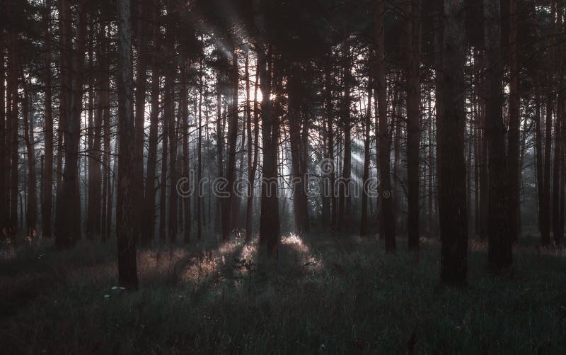 Dark Pine Forest Wallpaper