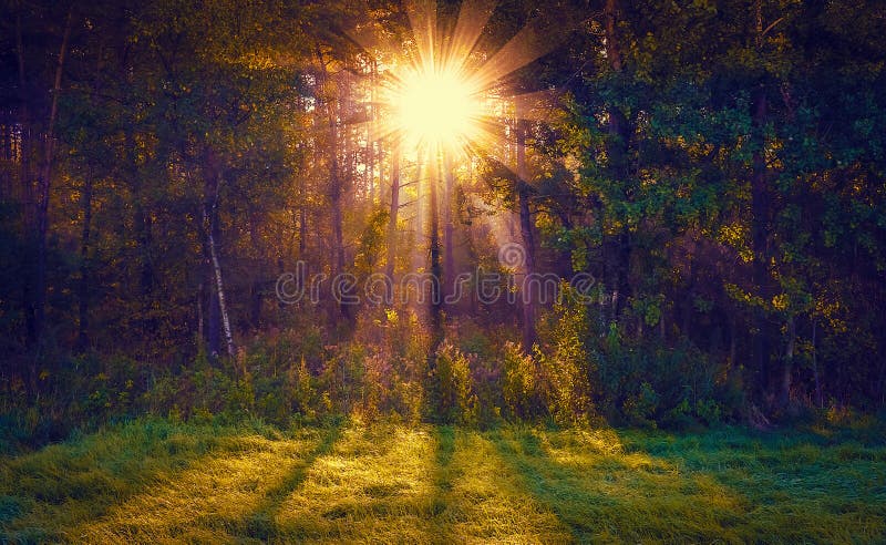 Sun rays sunrise trees stock photo. Image of shine, scenery - 105056448