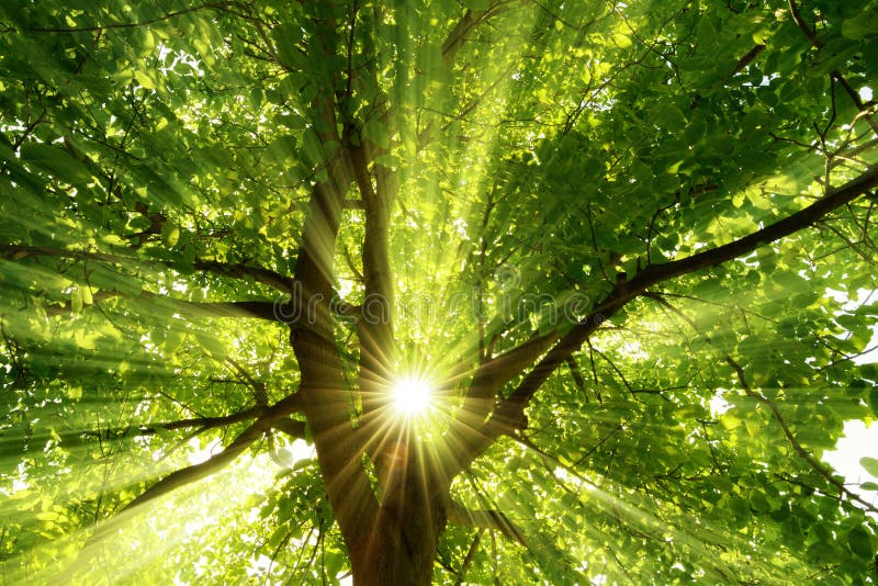 Sunrays Dramatically Falling through a Tree Stock Photo - Image of ...