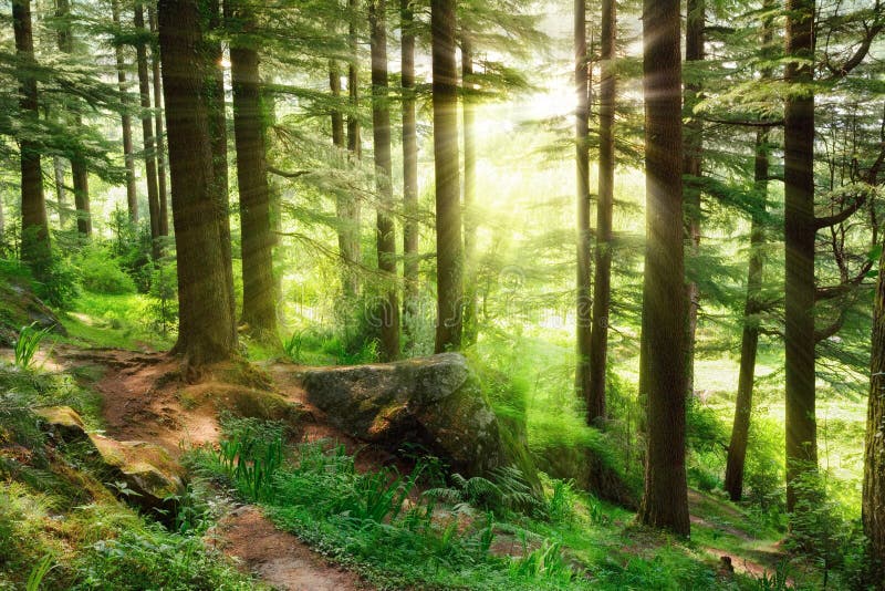 Sunrays Falling into a Vibrant Green Forest Stock Image - Image of ...