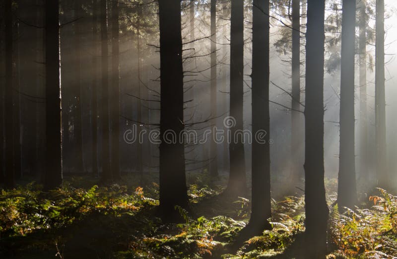 Sunrays in hazy forest stock photo. Image of sunlight - 235771206