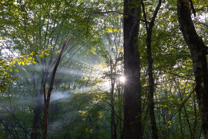 Sunrays through the Haze or Fog in the Lush Forest. Stock Photo - Image ...