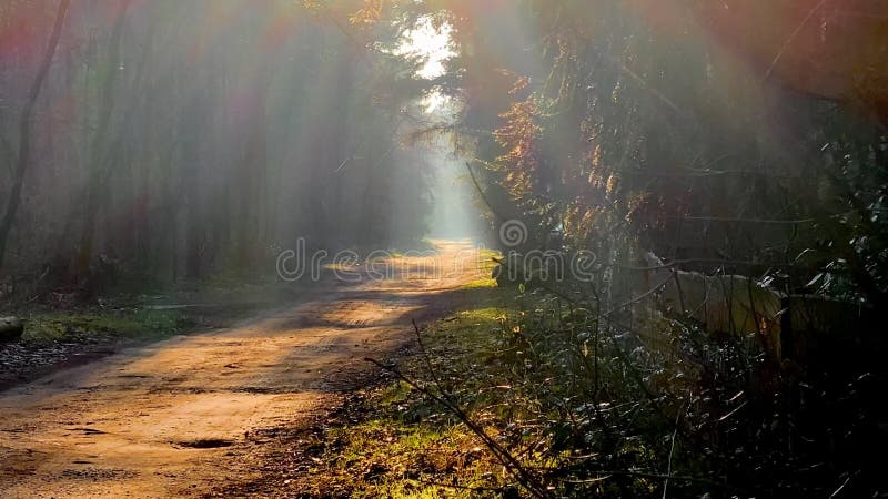 Sunrays Illuminating a Forest with Sandy Pathway through the Trees at ...