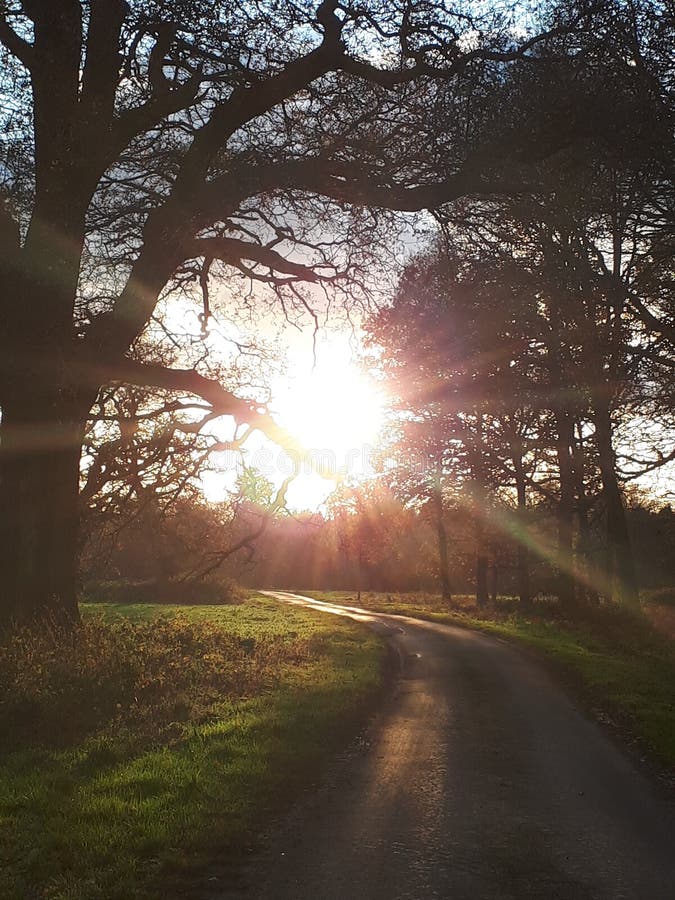The Days End stock photo. Image of lane, road, trees - 104955772