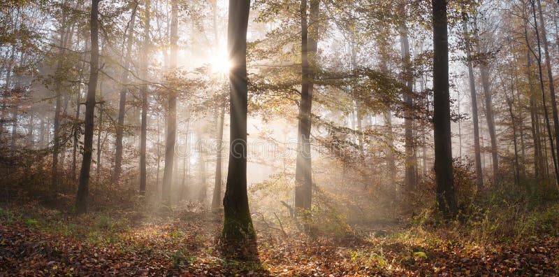 Sunrays Magic in the Forest Stock Image - Image of leaves, beautiful ...