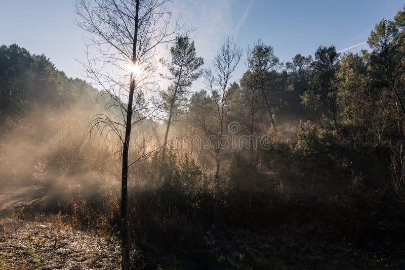 Sunrays between Mist and Trees at Dawn Stock Photo - Image of hills ...