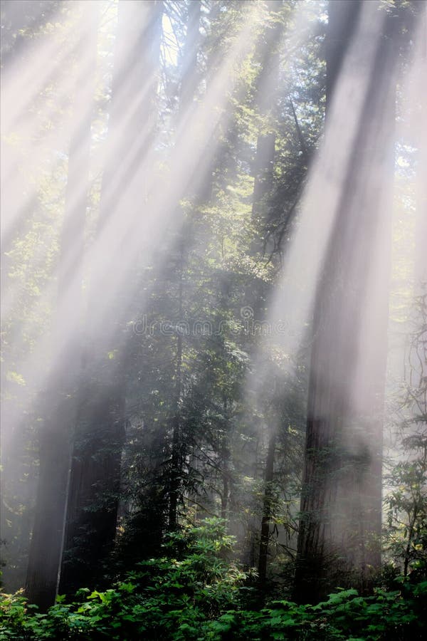 Sunrays through trees stock image. Image of beautiful - 12285835