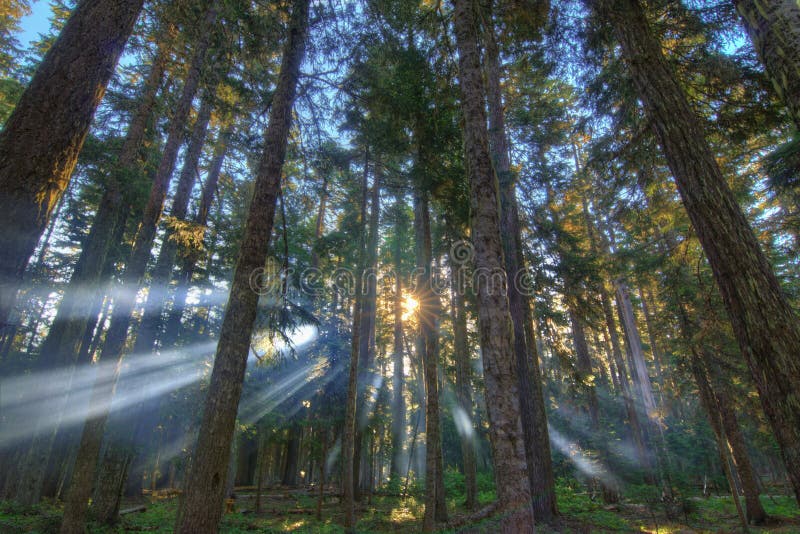Forest sunrays stock photo. Image of divine, landscape - 49025778