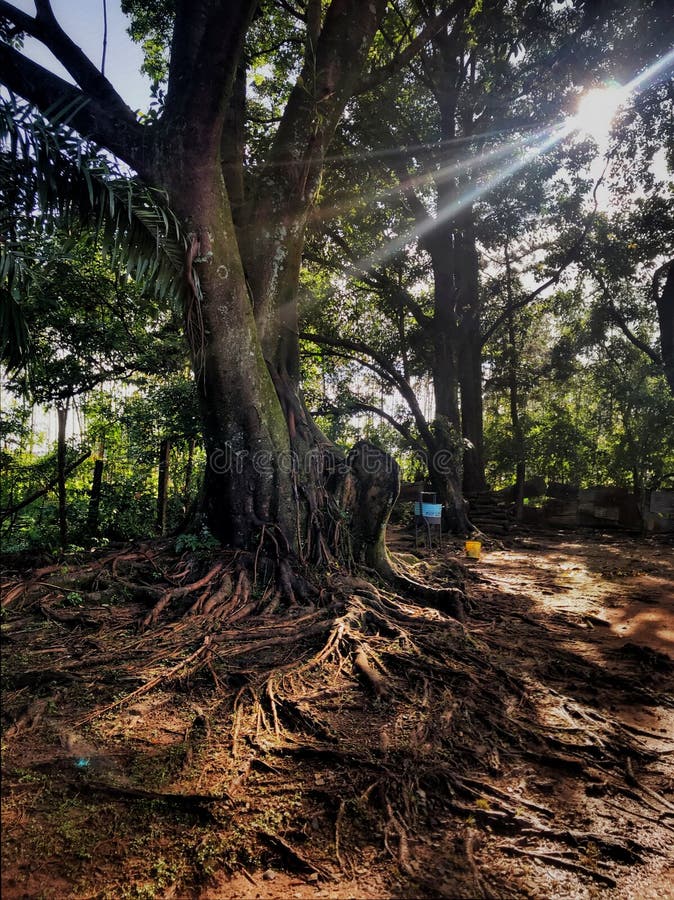 Kenyan Roots Stock Photos - Free & Royalty-Free Stock Photos from ...