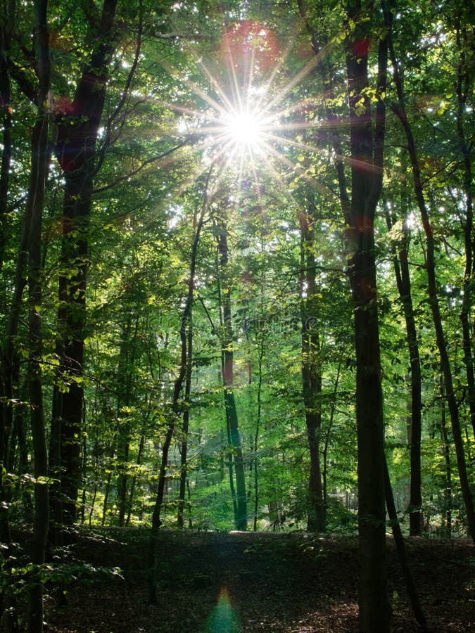 Sunrays Though the Beech Trees Stock Image - Image of wood, tree: 112608181 Sunrays Though the Beech Trees Stock Image - Image of wood, tree: 112608181