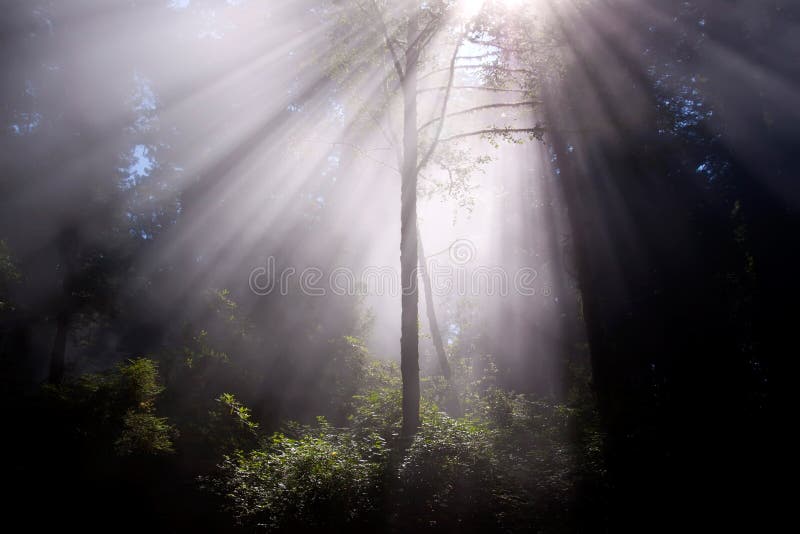 Sunrays through trees stock image. Image of beautiful - 12285835