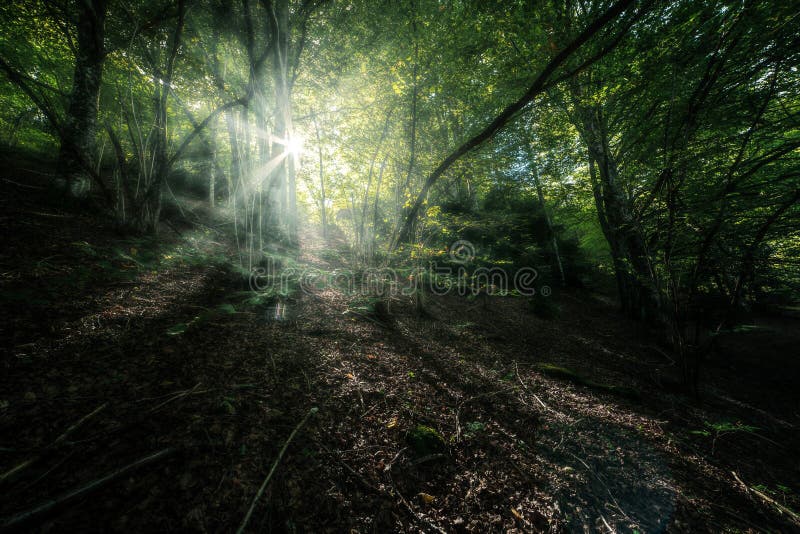 Forest Wide Angle Lens View Stock Image - Image of natural, tree: 223833985