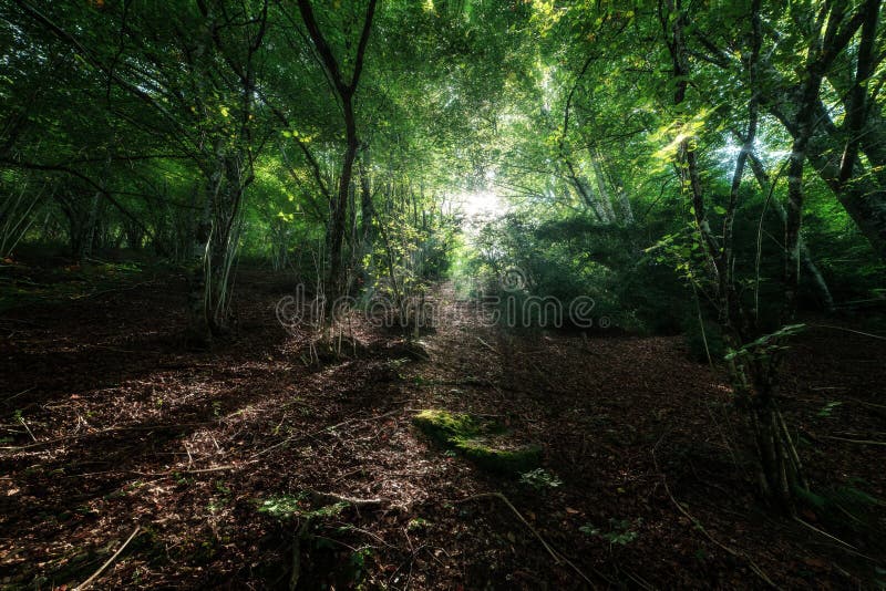 Forest Wide Angle Lens View Stock Image - Image of natural, outdoor ...