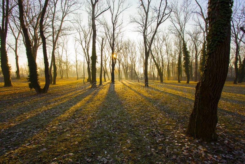 Sunrays, trees and shadows stock photo. Image of beam - 36033004