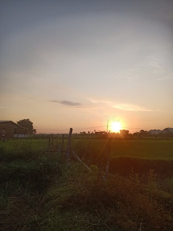 Sunrice Beautiful Gorgeous Sunken Hot Grass Stock Image - Image of ...