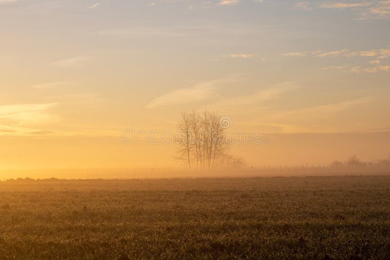 Sunrice in the field. stock image. Image of sunlight - 271462295