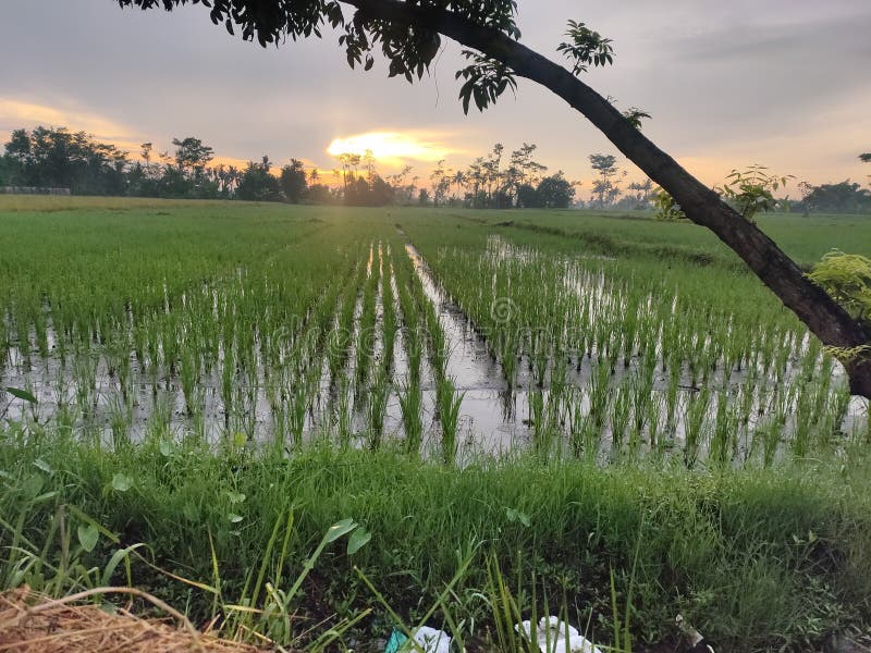 Sunrice at morning stock photo. Image of sunrice, ricefield - 262490702