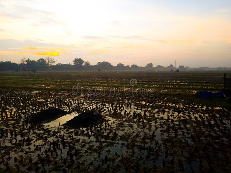 Sunrise Above the Rice Fields Ready for New Day Stock Image - Image of ...