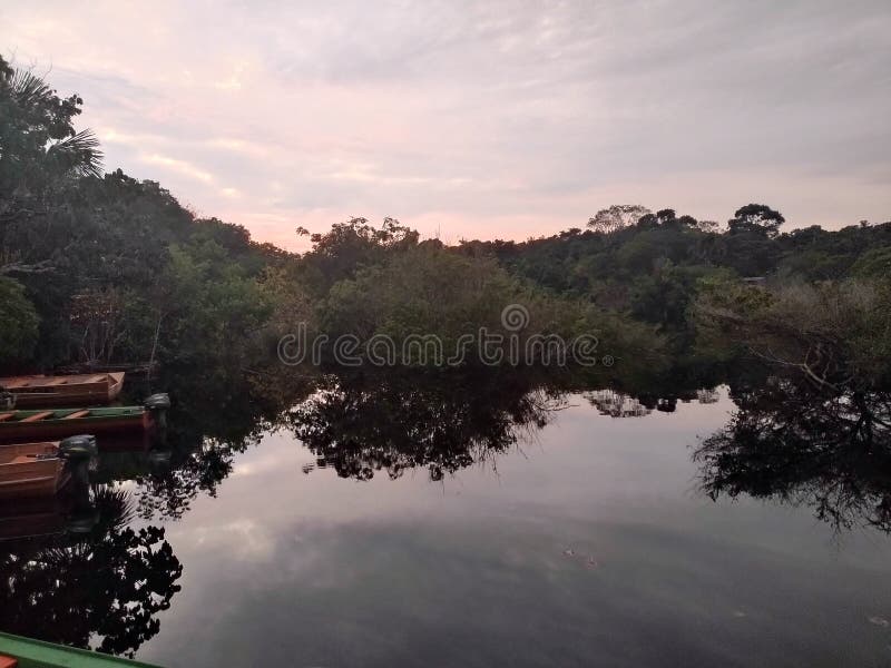 Sunrise of the Amazon Rainforest Stock Photo - Image of wild ...