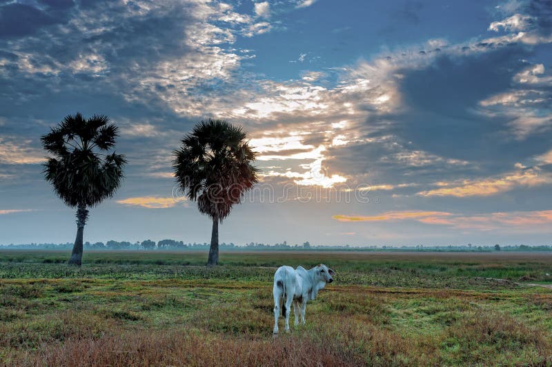 Sunrise at Anlung Pring Protected Landscape Stock Photo - Image of ...