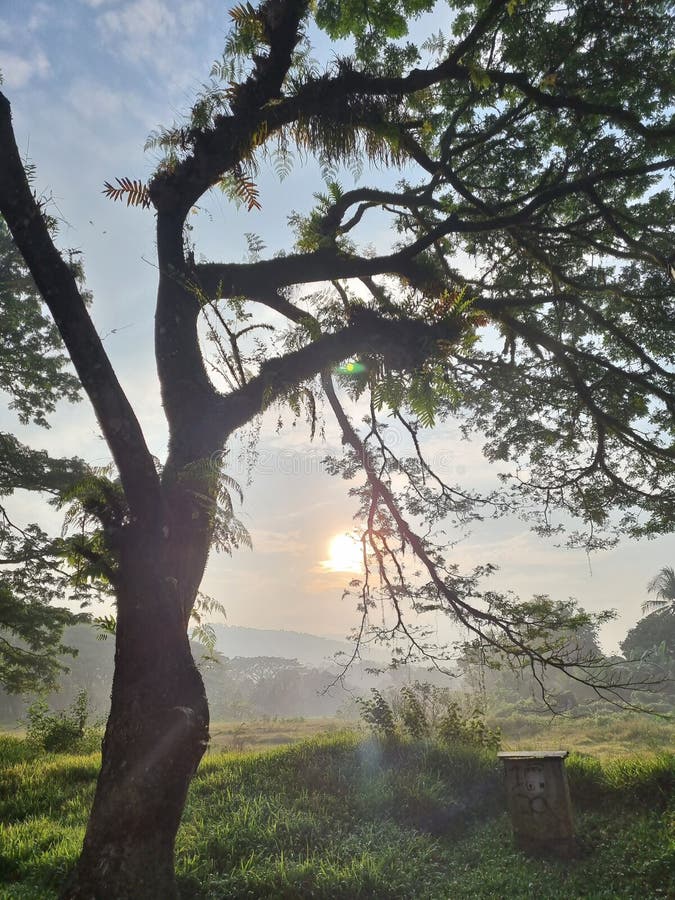 Late Sunrise in Anyer Beach Behind the Tree Stock Image - Image of ...