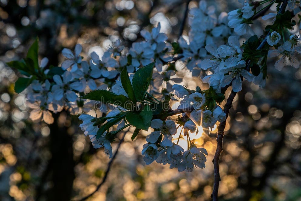Sunrise in the Apple Fields during Spring with the Trees Full of ...